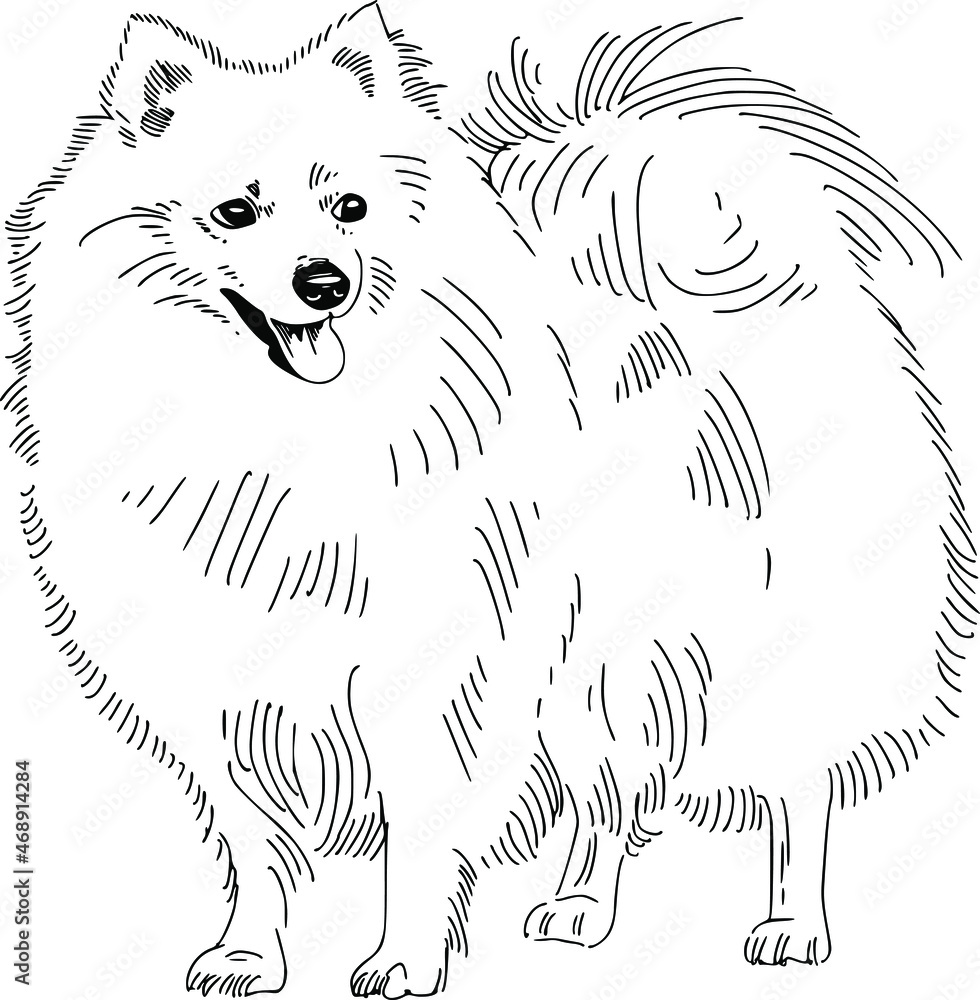vector illustration The Japanese Spitz dog Stock Vector | Adobe Stock