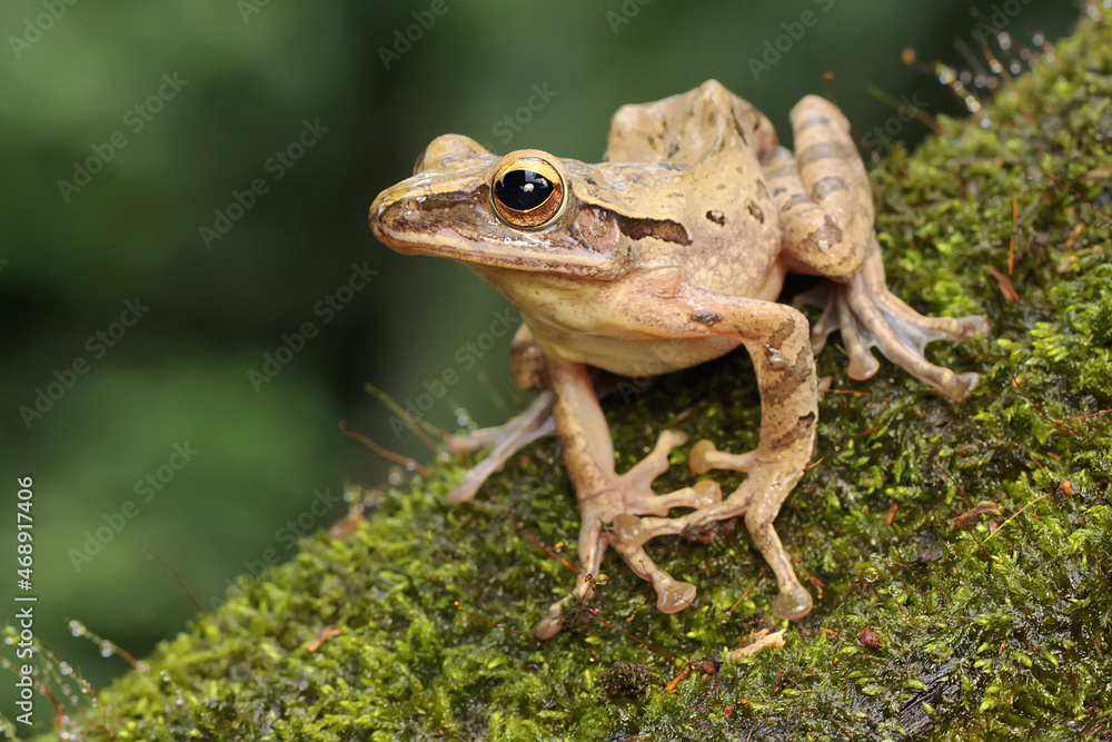 A common tree frog resting on a bush. The frog, also known as the ...
