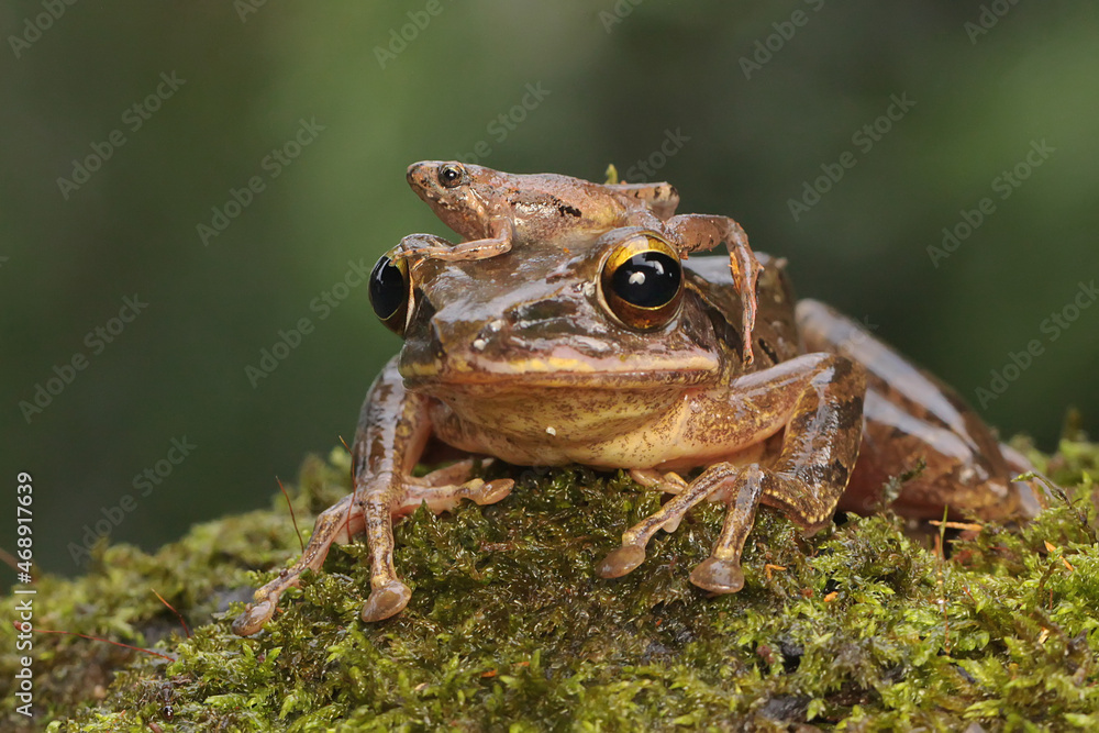A mother common tree frog with a baby is resting on a bush. The frog ...