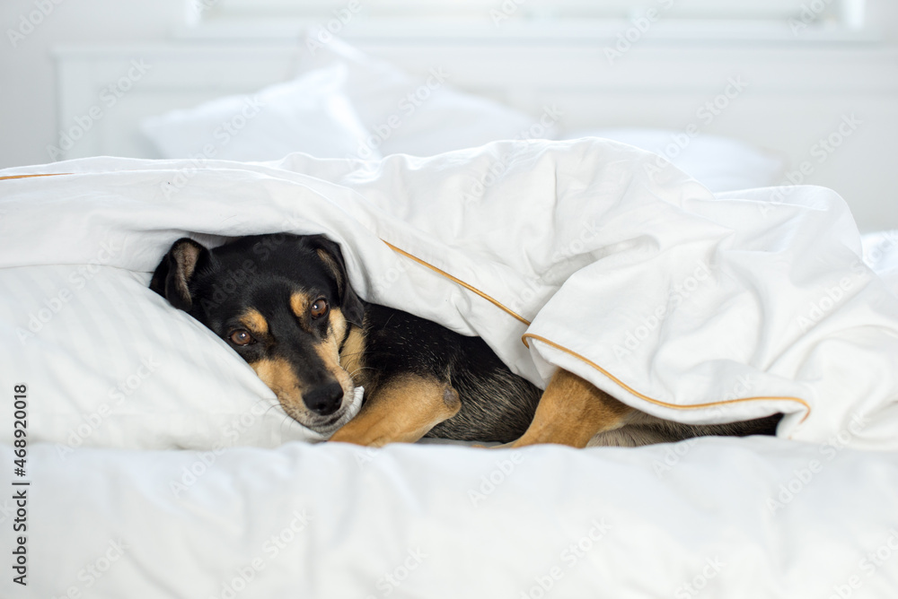 Foto de Black dog on white sheets. High key image of back dog in bed ...