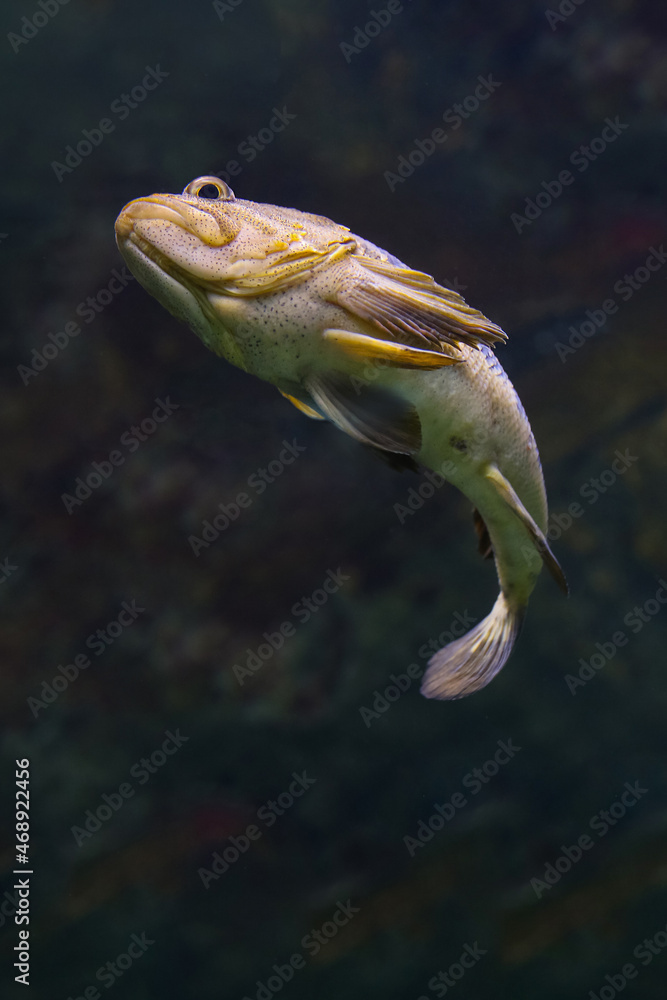 Swimming Black rockfish Sebastes schlegeli. Fish in the aquarium. Fish ...