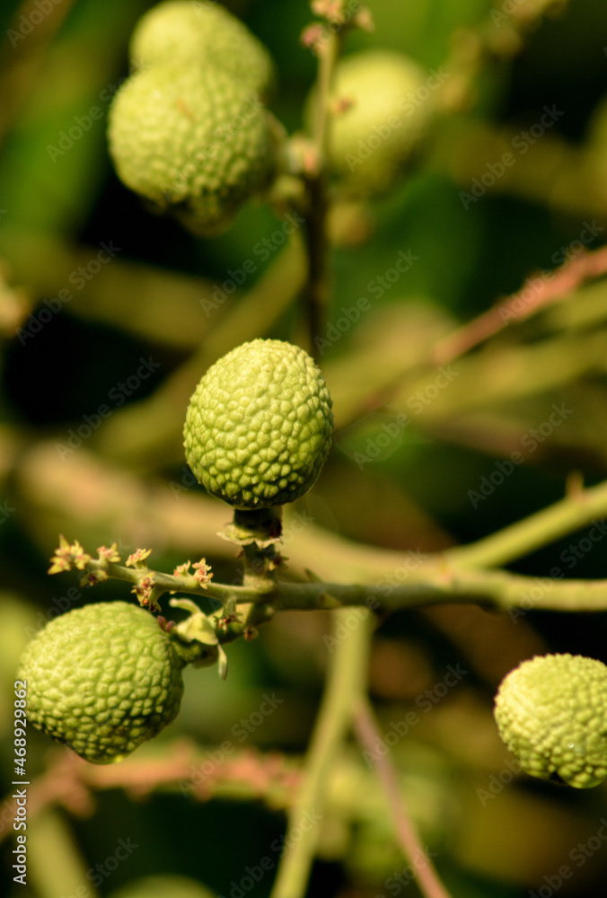 Dimocarpus longan flower, commonly known as the longan, is a tropical ...