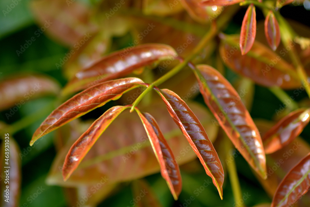 Dimocarpus longan flower, commonly known as the longan, is a tropical ...