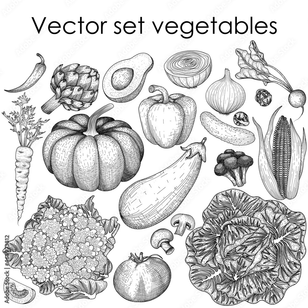 Vector set of graphical linear vegetables. Avocado, cabbage ...