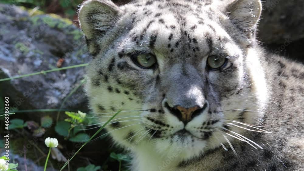 Snow leopard (Panthera uncia) also known as the ounce, is a felid in ...