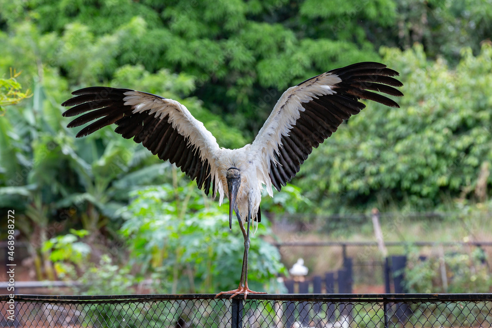 Jabiru bird (Mycteria americana) with its wings spread. The world's ...