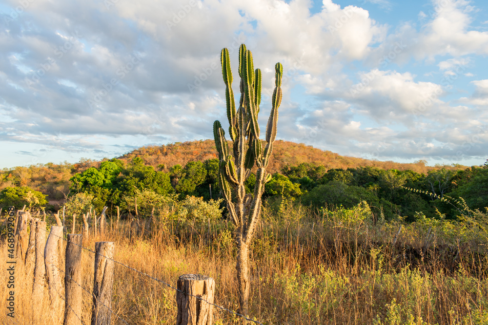 Thorny Forest
