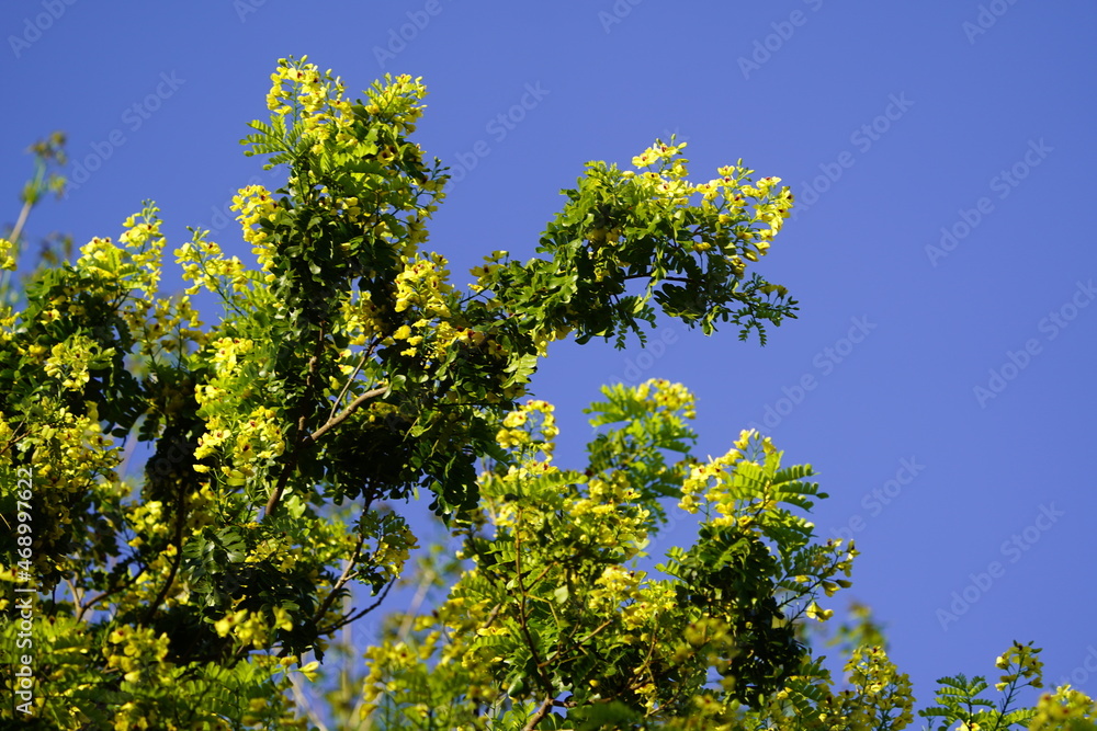 Caesalpinia echinata, the brazilwood, pau-Brasil or pernambuco, a ...