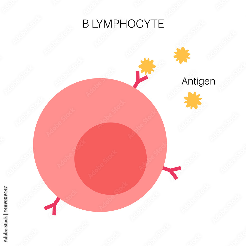 B cell lymphocyte Stock Vector | Adobe Stock