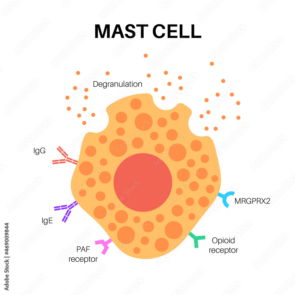 Mast cell poster Stock Vector | Adobe Stock