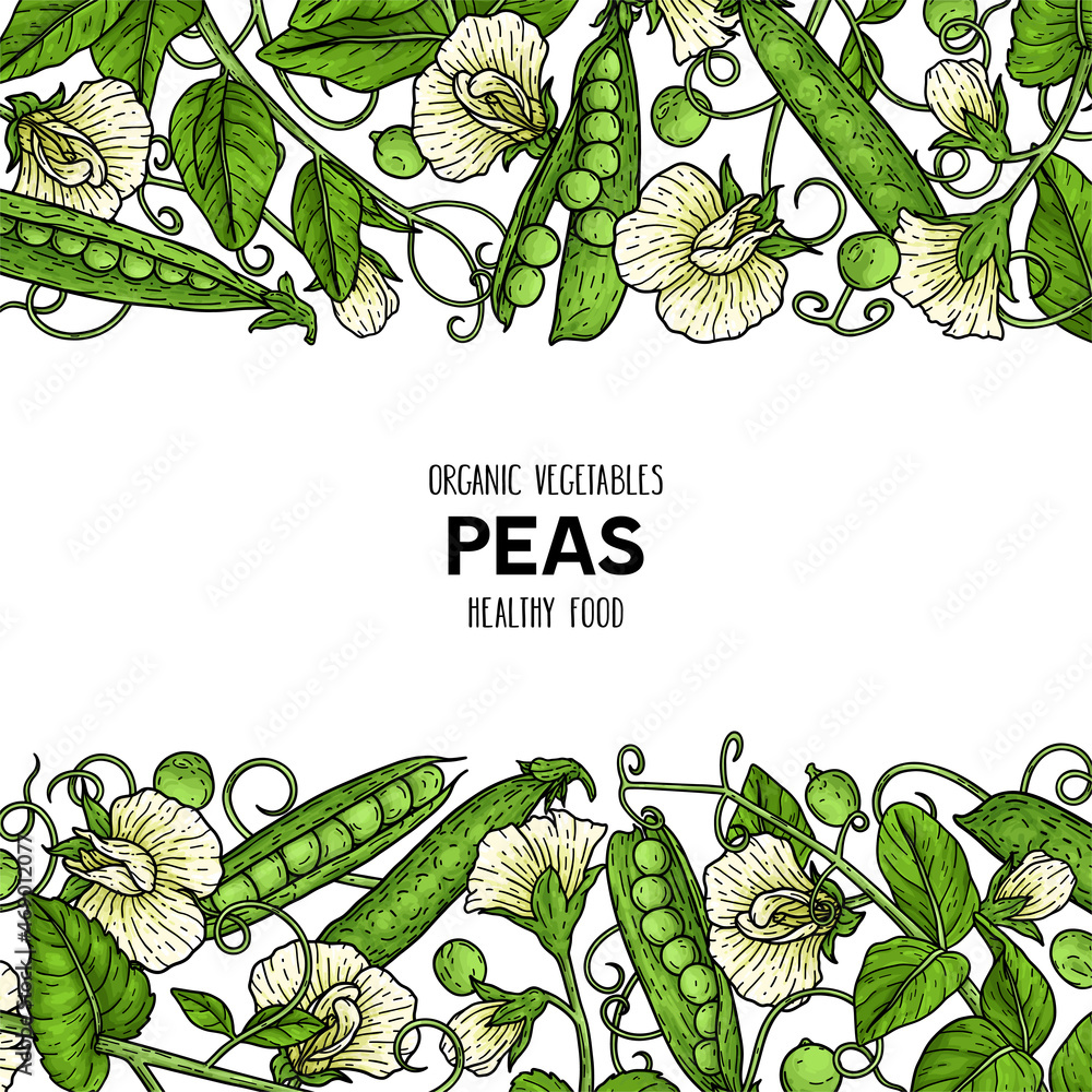 Hand drawn frame with pea. Organic legumes plant drawing with pods ...