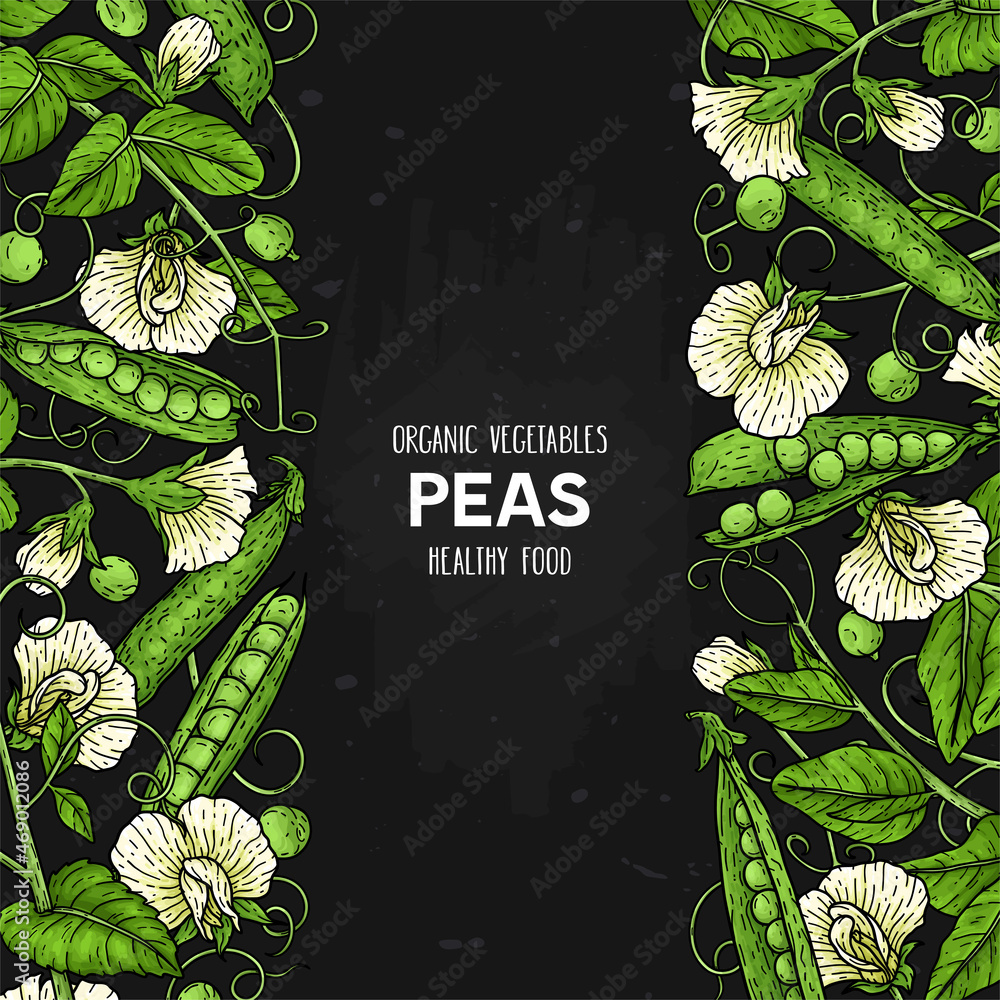 Hand drawn frame with pea. Organic legumes plant drawing with pods ...