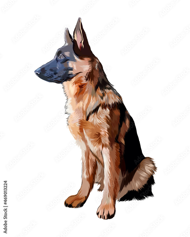 Realistic German Shepherd Drawing