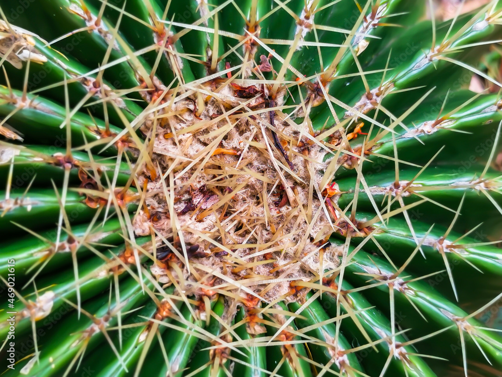 Abstract natural pattern of spikes and segments texture formed at the ...