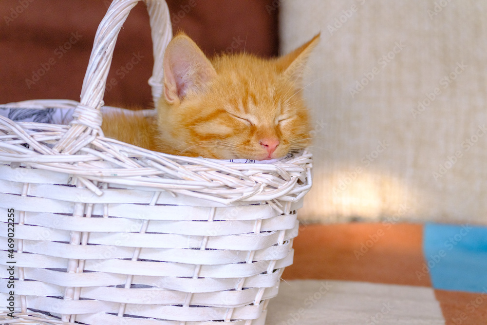 Beautiful, sweet and cute ginger kitten portraits Stock Photo | Adobe Stock