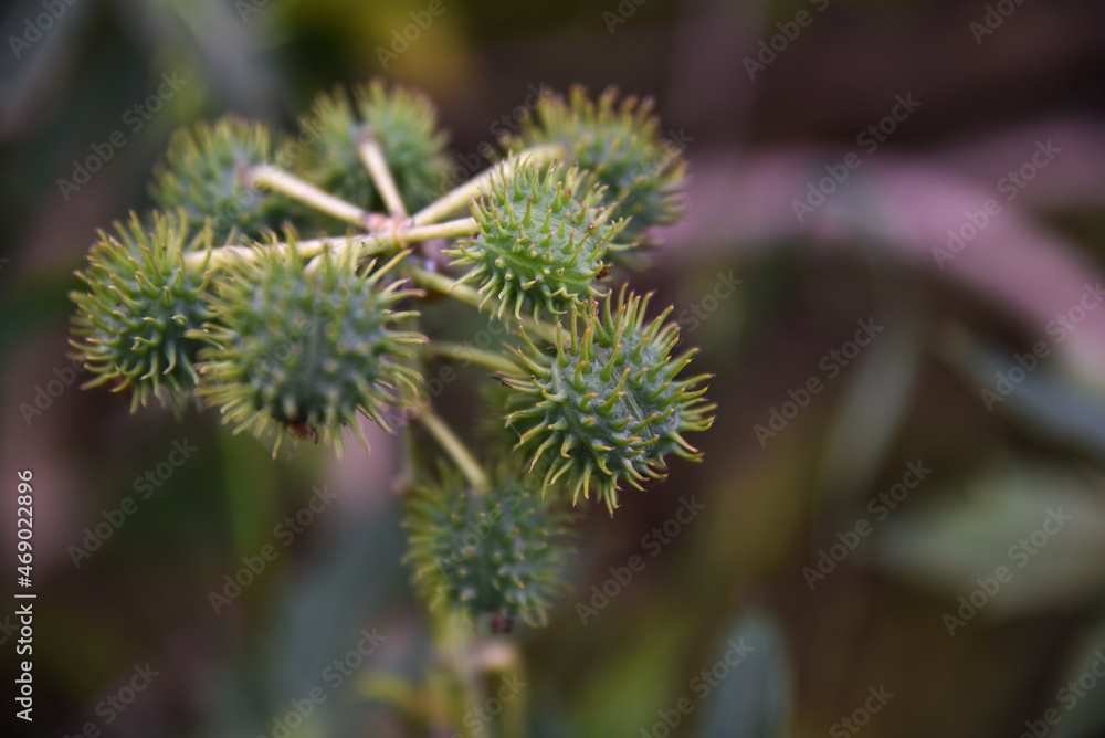Castor, Castor Bean, Castor oil plant, Ricinus communis, commonly known ...