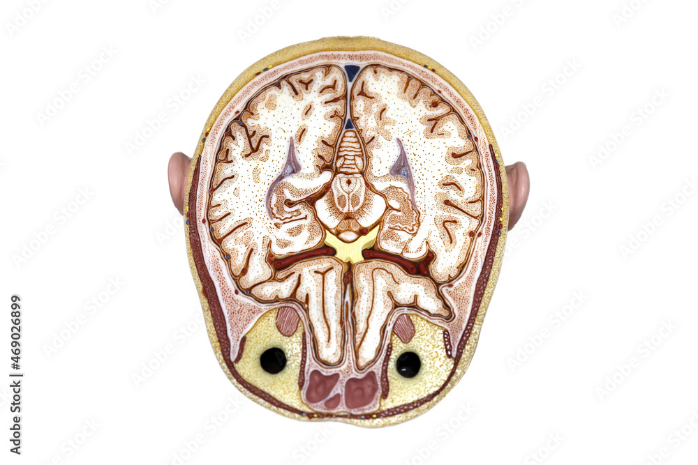 The horizontal section through the human head model plate 6 from 11 ...