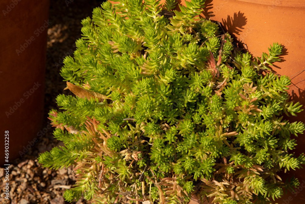 Succulent plants. Closeup view of a Sedum growing in a pot in the ...