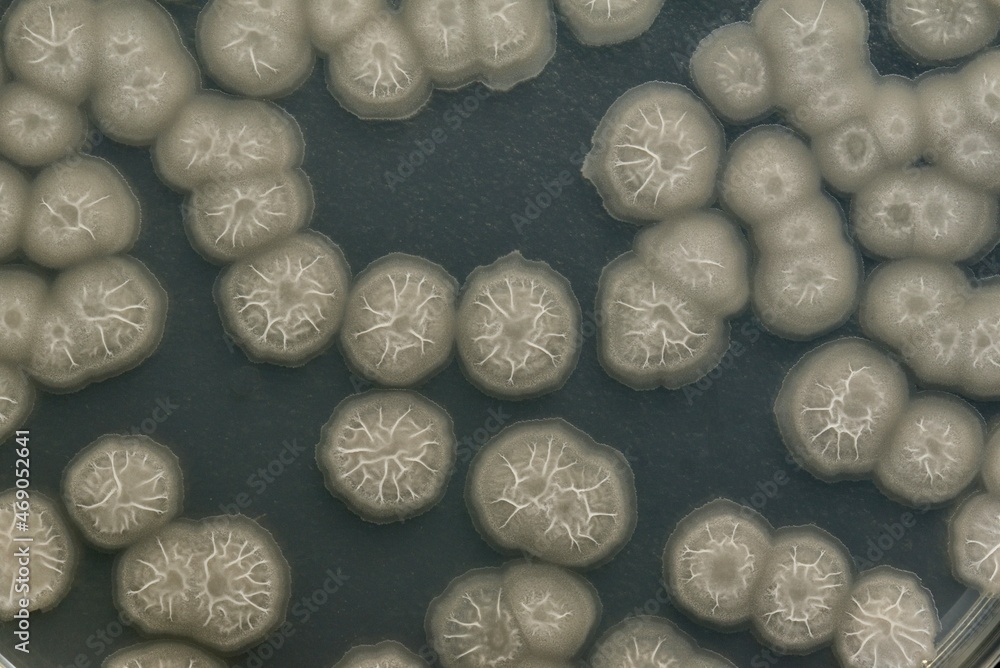 Bacillus Subtilis Colony