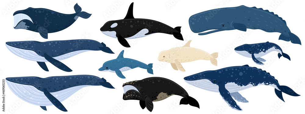Cartoon Humpback Whale