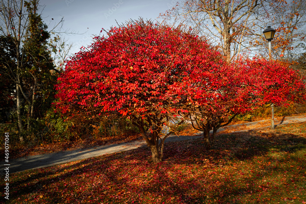 Red Burning Bush tree in the park. Autumn foliages of vibrant colors in ...