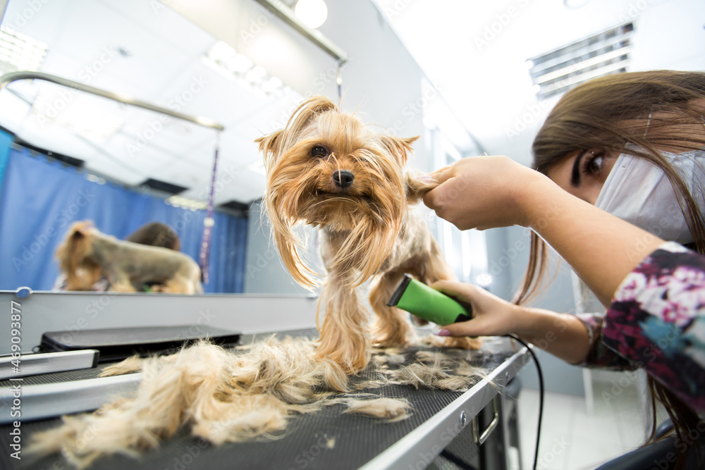 Veterinarian trimming a yorkshire terrier with a hair clipper in a ...