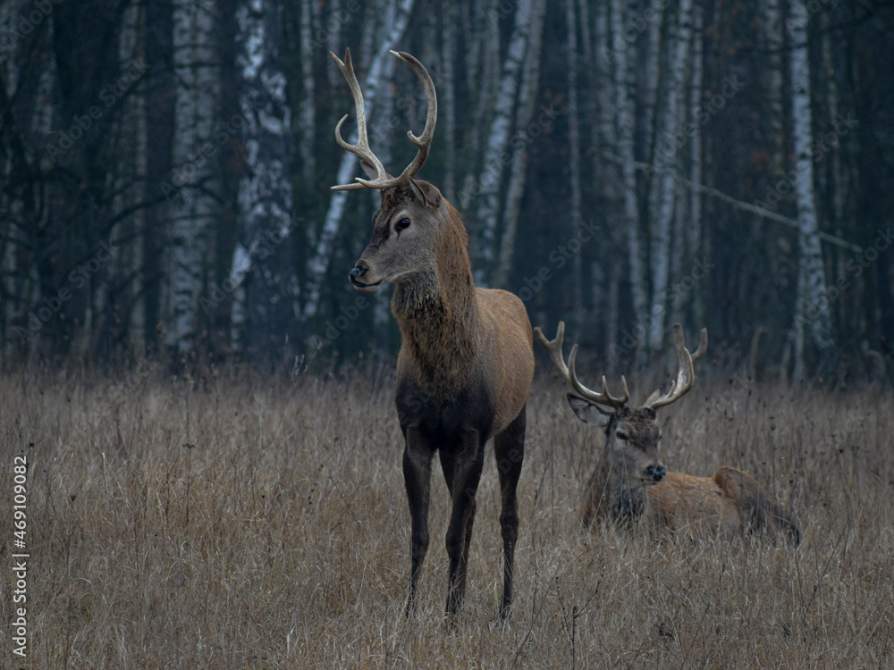 Deer, Cervus elaphus, with antlers growing on velvet.A huge deer in ...
