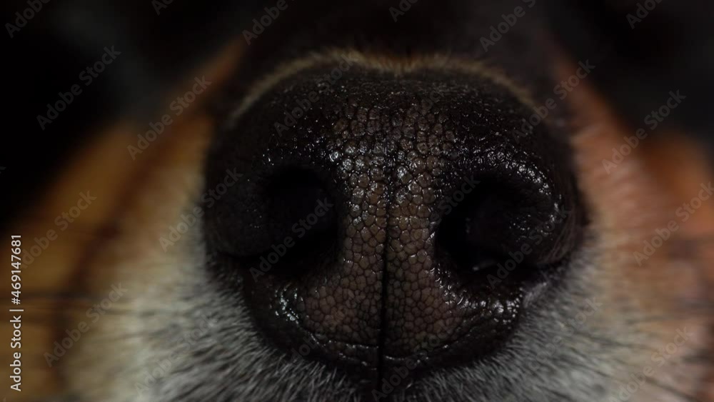 Macro of nose of a dog. Black nose with slight depigmentation in middle ...