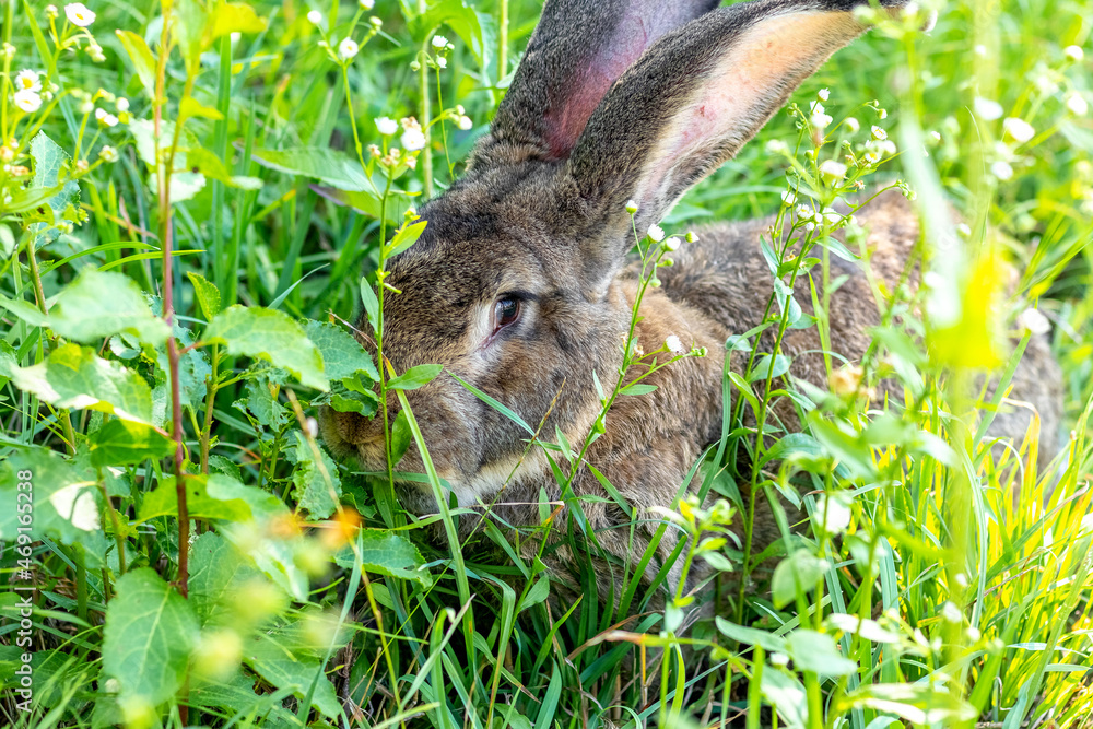 Big gray rabbit breed Vander on the green grass. Rabbit eats grass ...