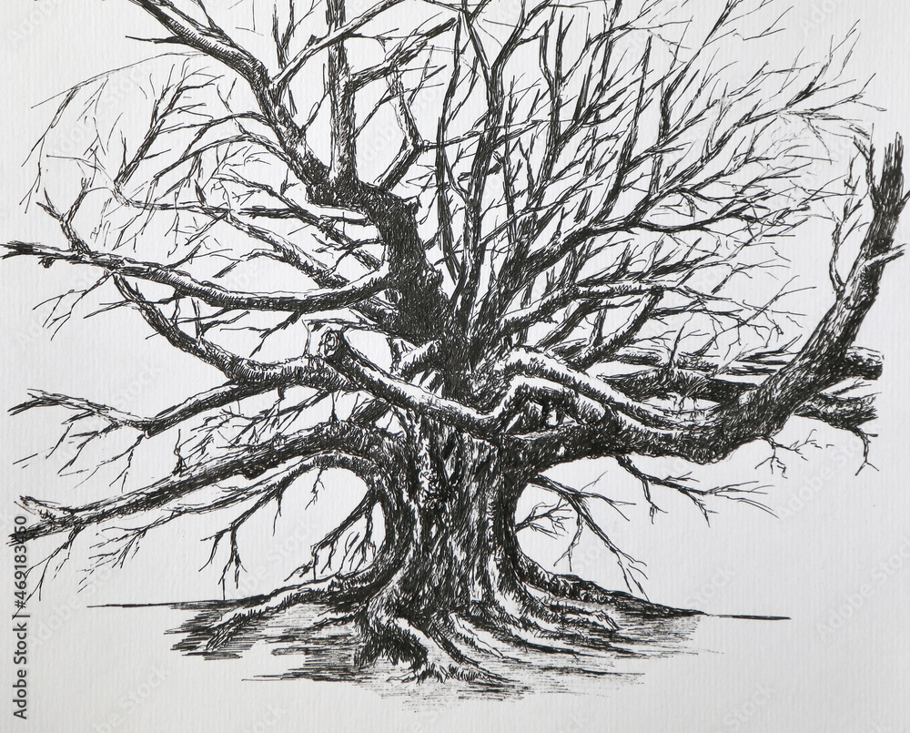Old tree - illustration. Detailed drawing of a large tree with many ...