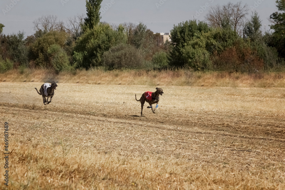 Dos galgos españoles de pura raza corriendo en la carrera de perros ...