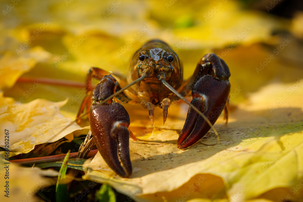 Crayfish in autumn. Portrait of signal crayfish, Pacifastacus ...
