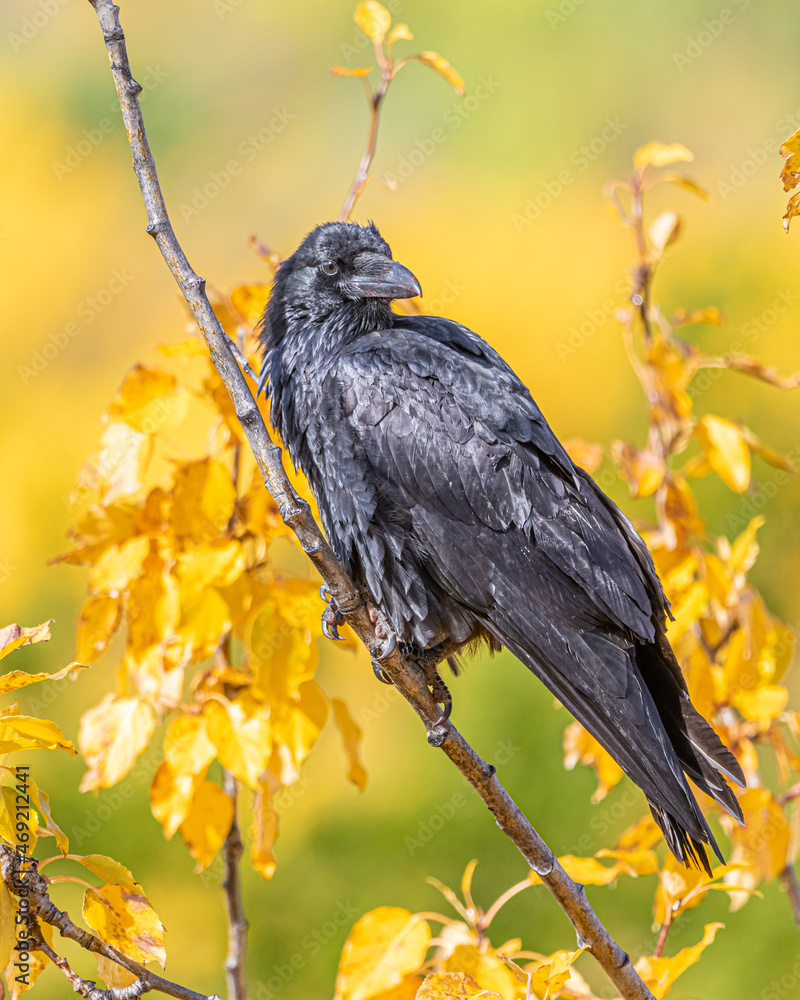 Wild raven seen in fall, autumn in northern Canada. Yellow background ...