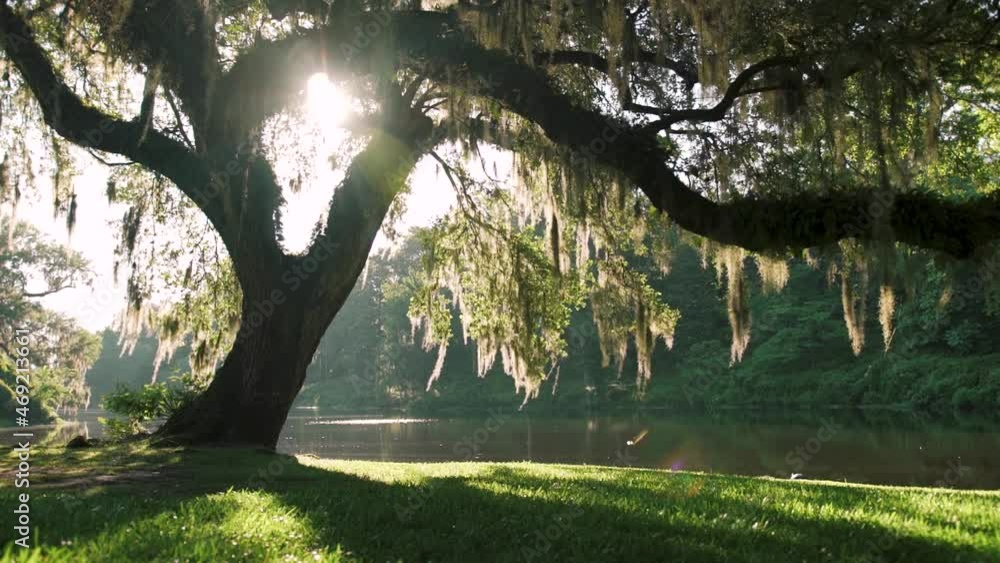 Sunrise silhouette of a live oak tree with Spanish moss on the branches ...