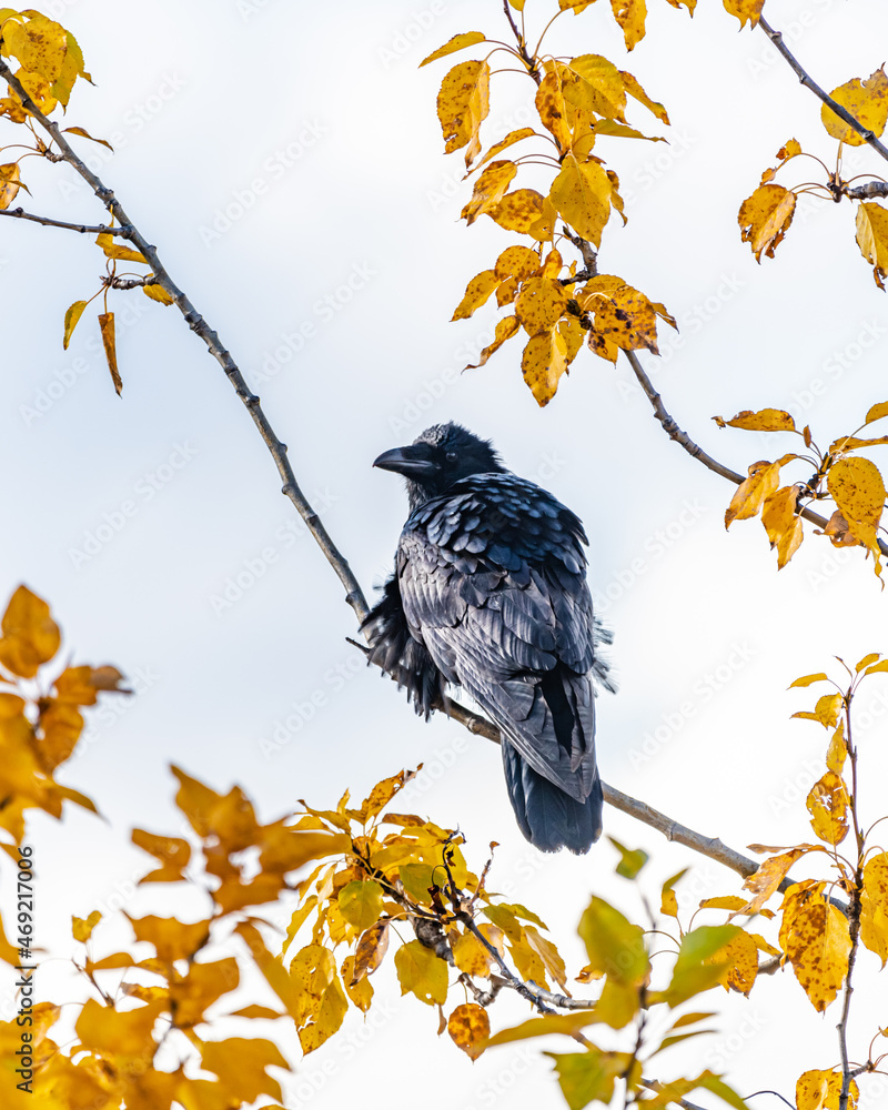 Healthy Raven seen in the wild with stunning, shiny coat and yellow ...