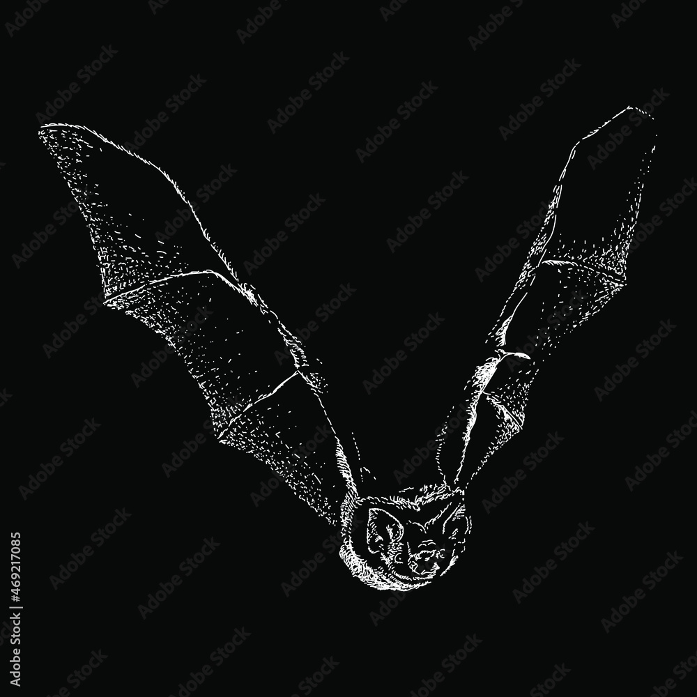 bat vector hand drawing illustration in scratch style. vector isolated ...