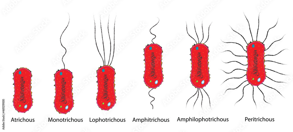classification of bacterial flagella (flagellum classification) vector ...