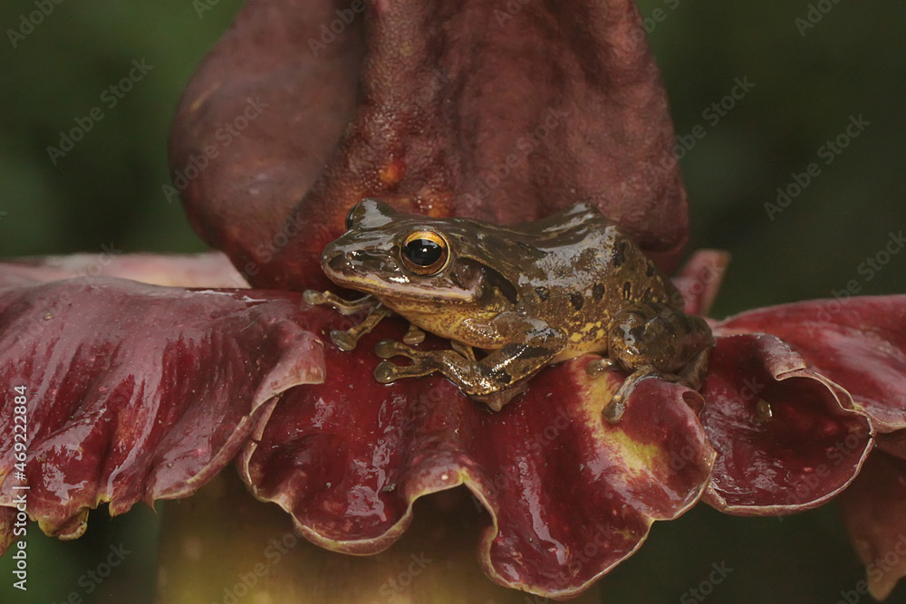 A common tree frog resting on a bush. The frog, also known as the ...