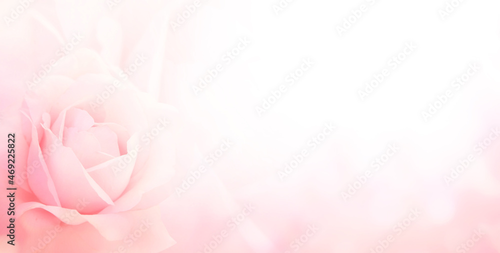 Blurred horizontal background with rose of pink color. Copy space for ...