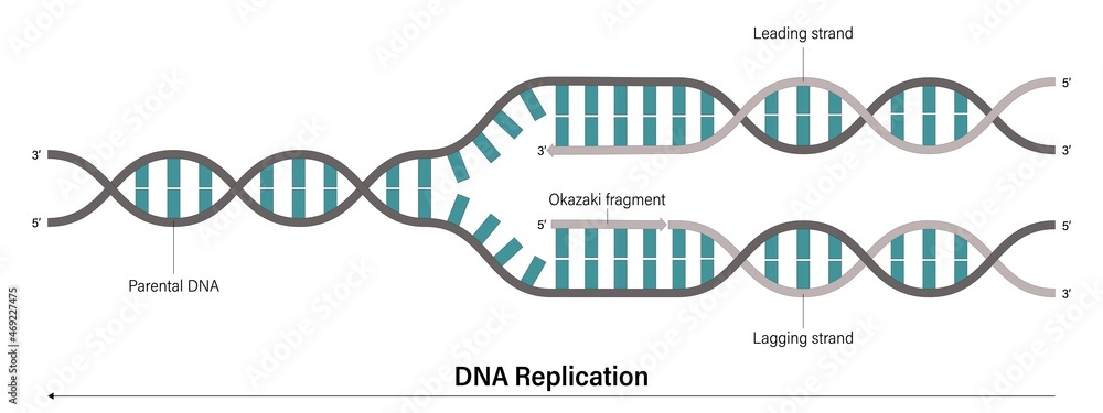 Vektorová grafika „DNA replication. Process by which a double stranded ...