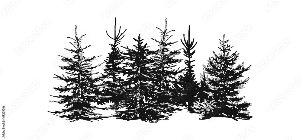 silhouettes of spruce. silhouette coniferous forest belt vector. tree ...
