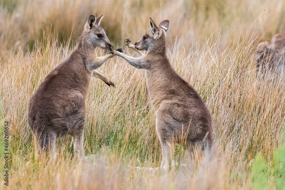 Two young eastern grey kangaroos (Macropus giganteus) playing in grass Stock Photo | Adobe Stock