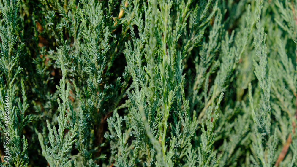 Juniper hedge texture as coniferous natural textured background. Green ...