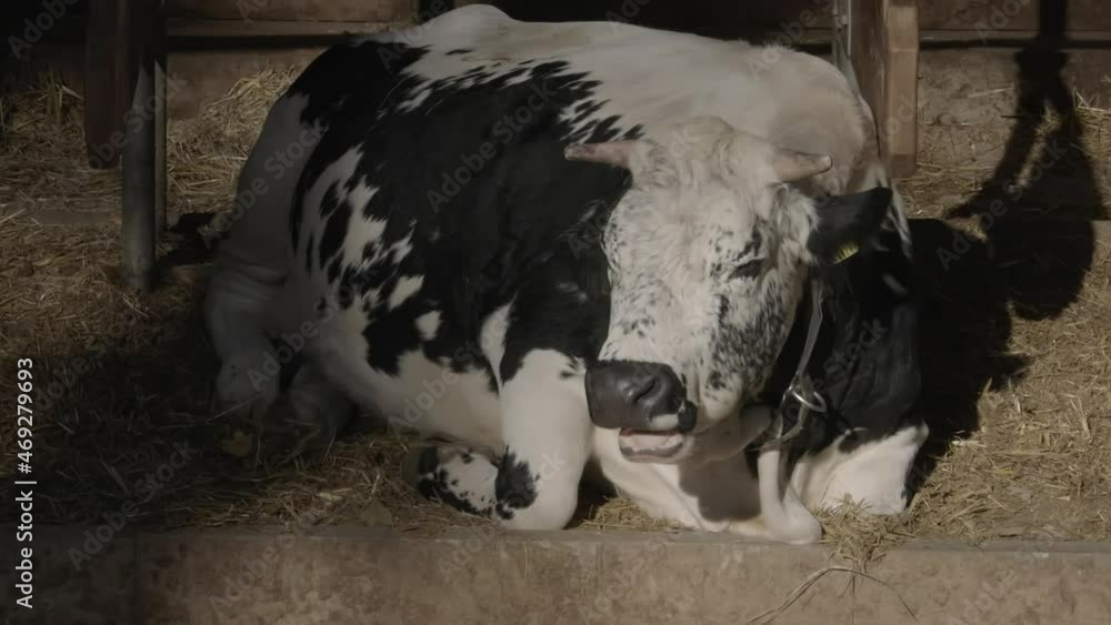 Dairy Food Production Plant. Cow laying on the Ground in the Barn. A ...