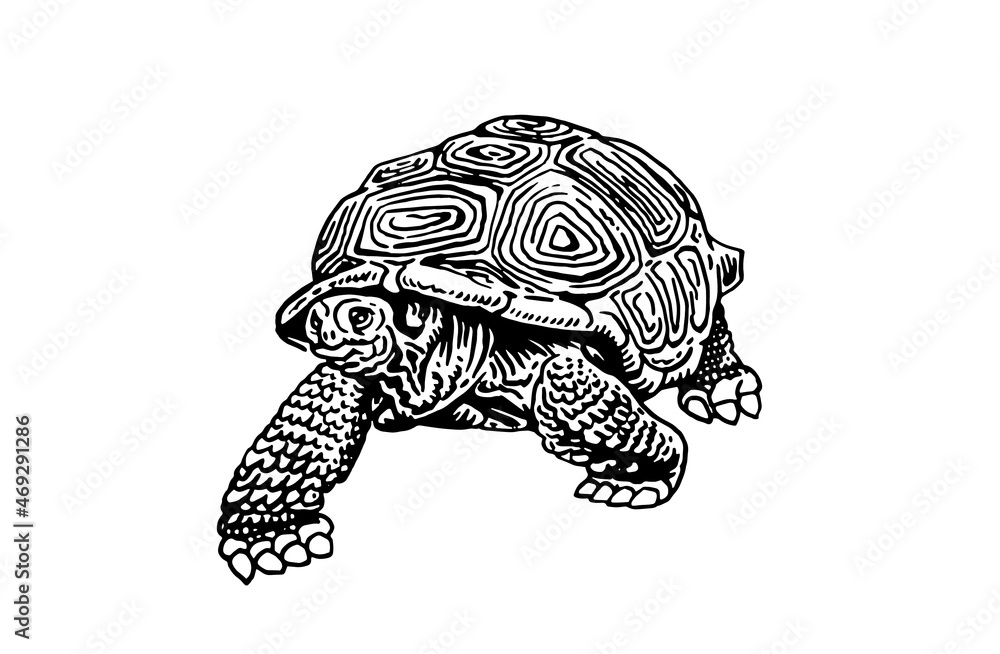 Graphical hand-drawn tortoise isolated on white,vector sketchy ...