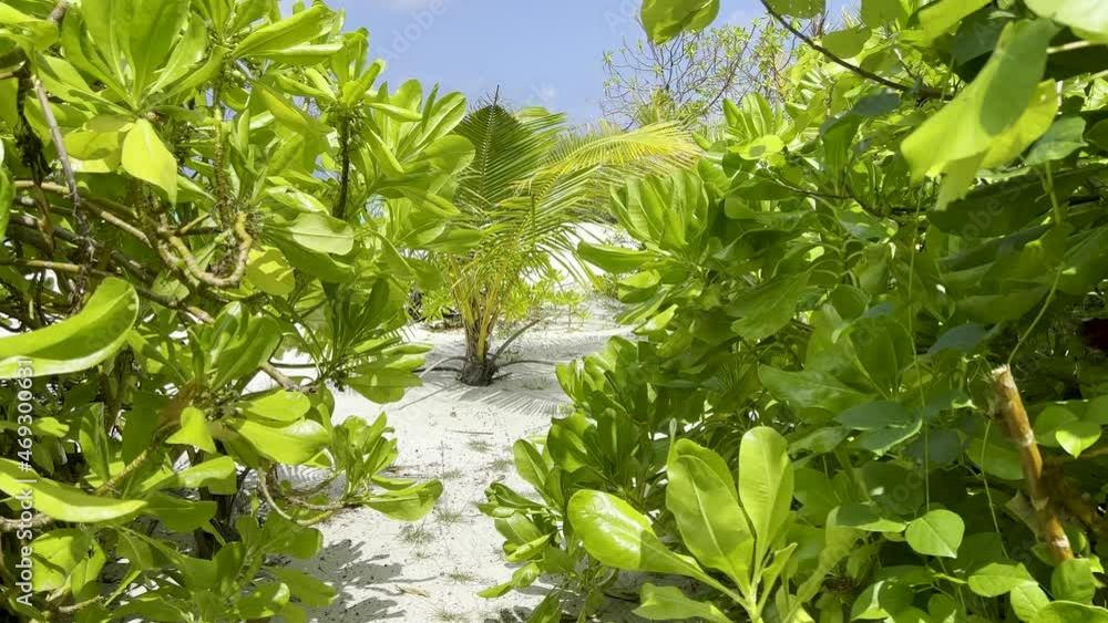 Walking through exotic jungle path to Maldives beach with turquoise ...