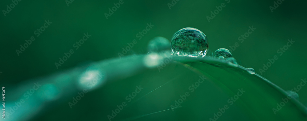 nature green background of dew on grass Stock Photo | Adobe Stock
