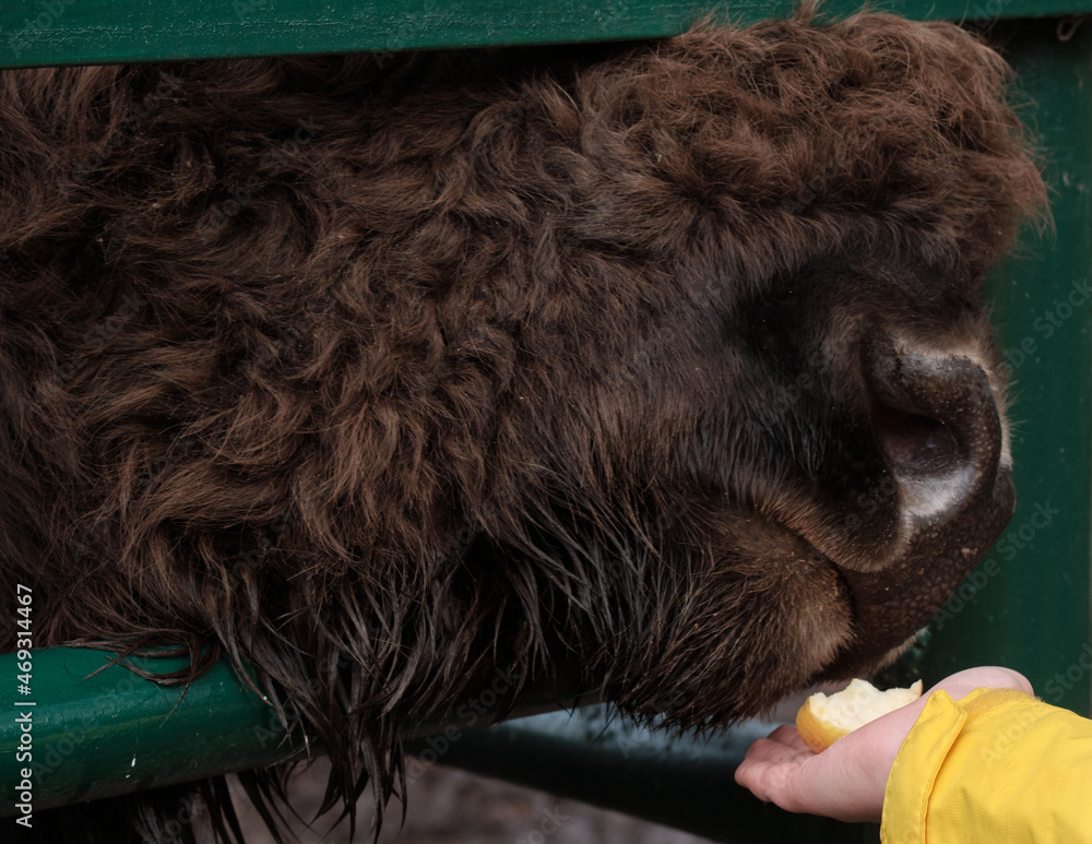 Child's hand feeds the bison behind the fence. Feeding bison in reserve ...
