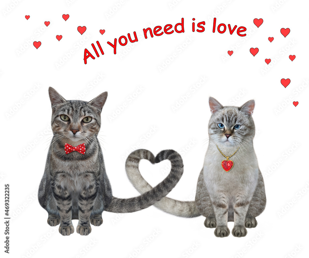 Two cats in love have twisted their tails in the shape of a heart ...