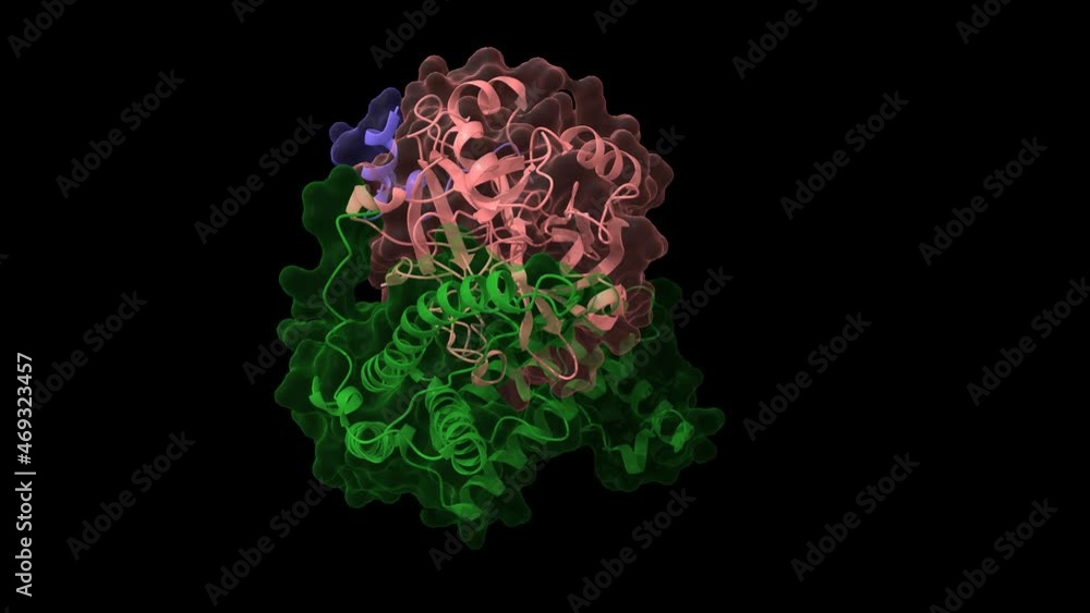 Staphylocoagulase (green) complexed with human thrombin heterodimer ...